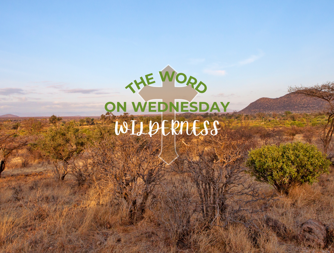 Wilderness, by Melissa Carey - Debb Hackett